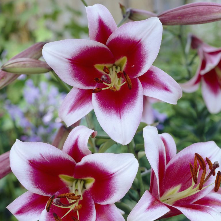 Lily Oriental Friso – EuroBlooms