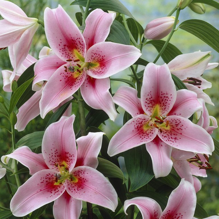 Lily Oriental Mona Lisa – EuroBlooms