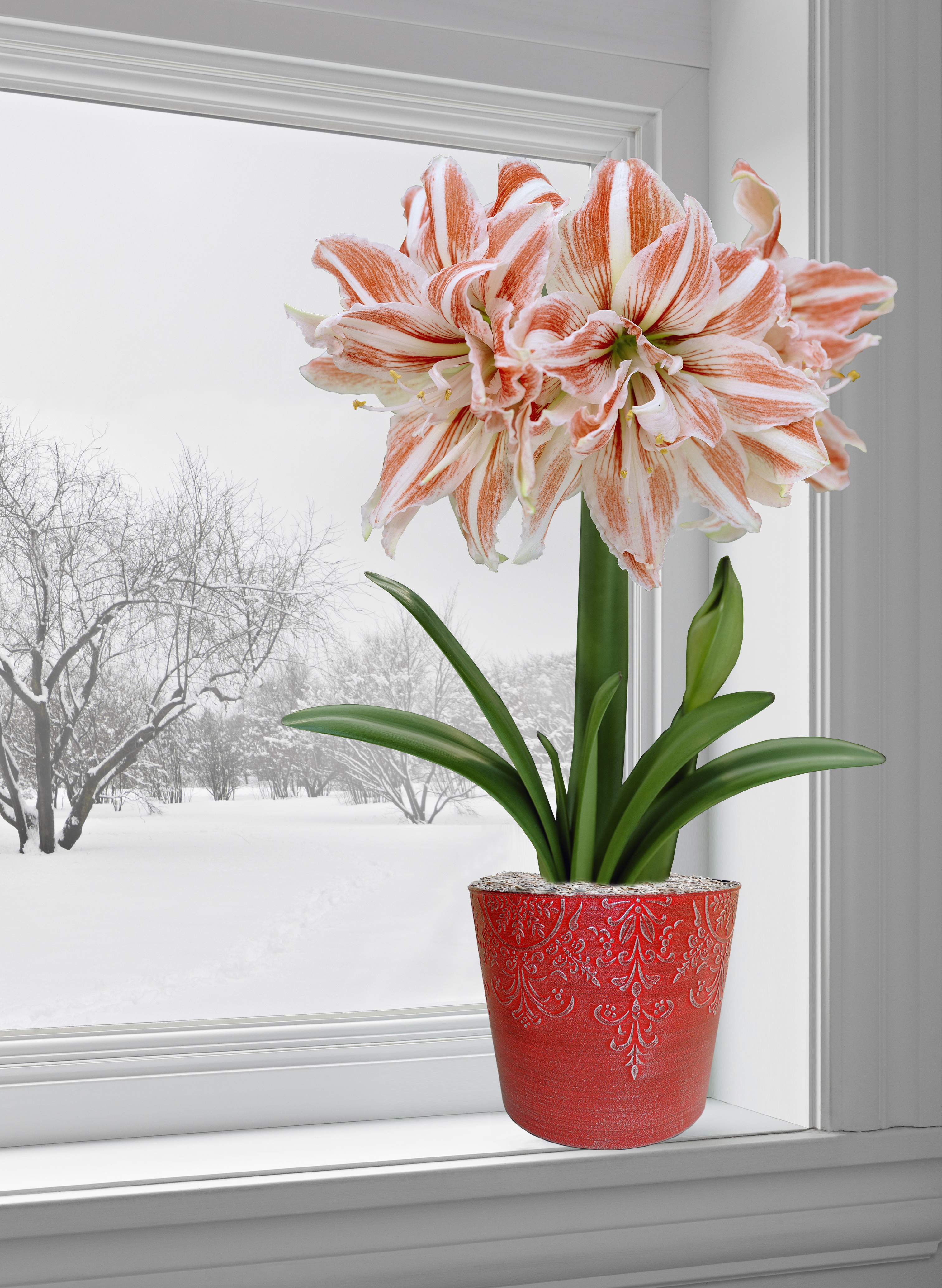 Green plant and winter landscape seen through the window – EuroBlooms