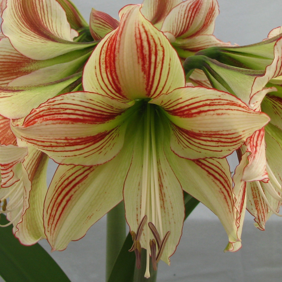 Pre-Potted Amaryllis Marquis - EuroBlooms