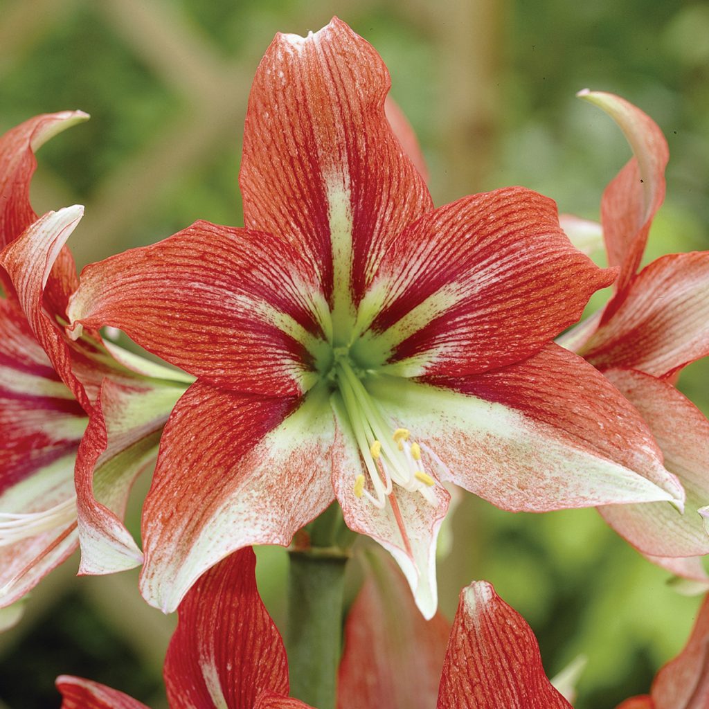 Amaryllis Opal Star – EuroBlooms
