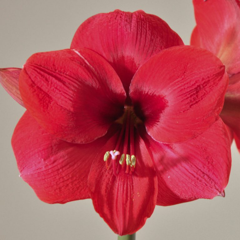 Amaryllis Rose Quartz – EuroBlooms