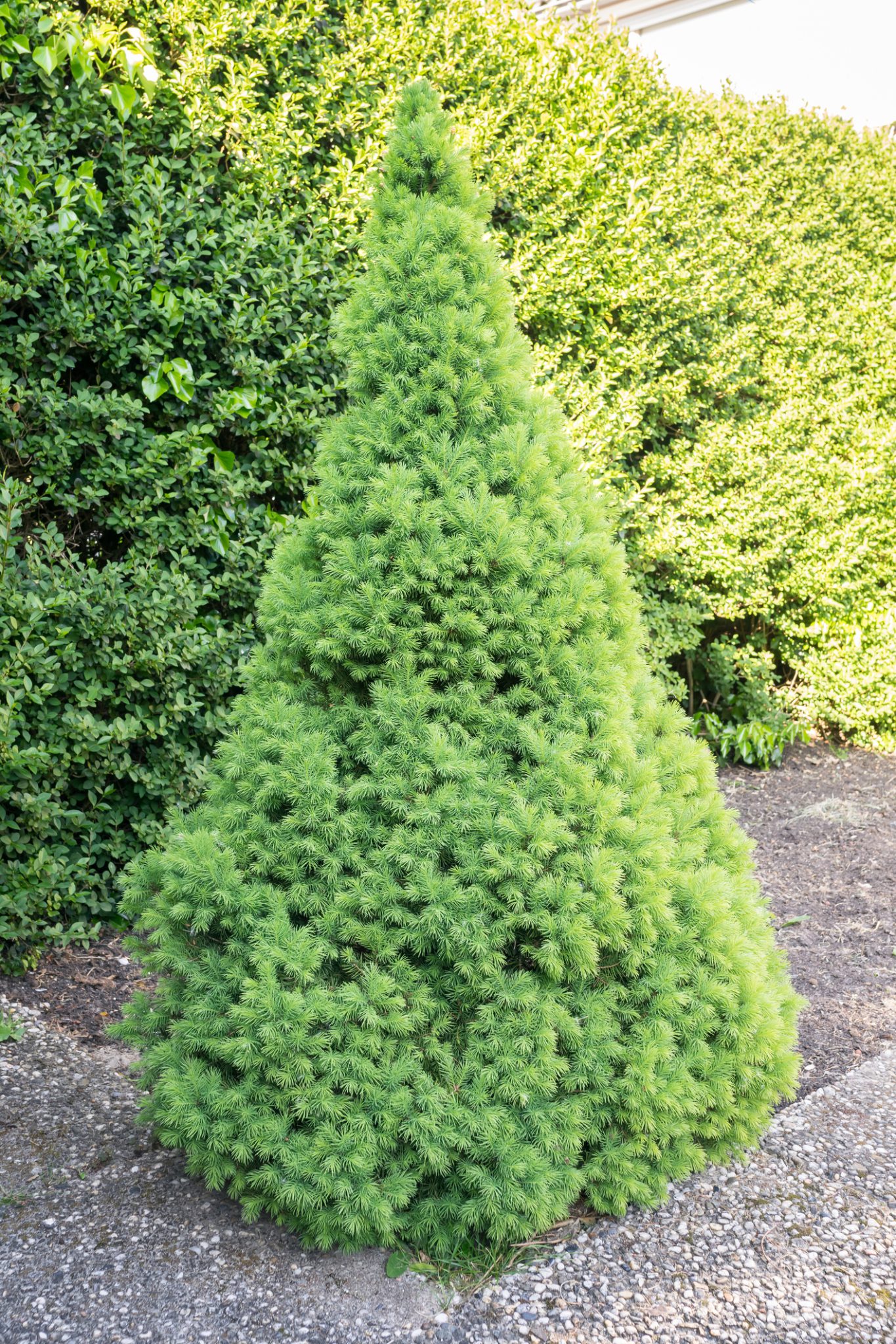 Dwarf Alberta Spruce – EuroBlooms